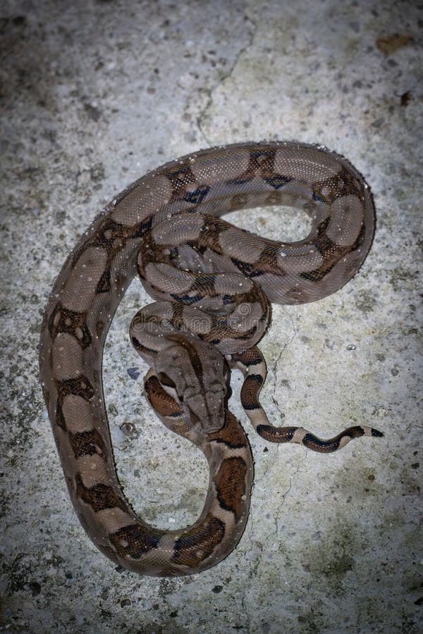 Coiled Snake on Stone Surface Stock Photo - Image of camouflage ...