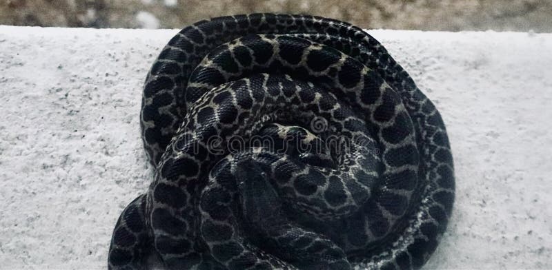 Coiled Snake Pictured Resting Calmly Stock Photo - Image of scales ...