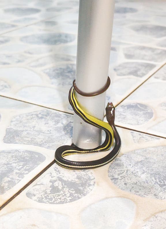 Coiled Snake Resting on Ceramic Tiled Floor Indoors Stock Photo - Image ...
