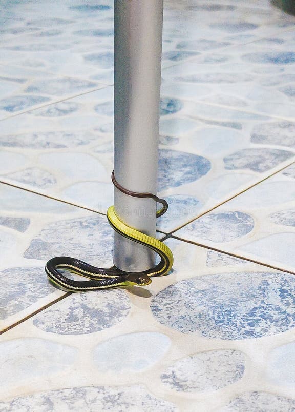 Coiled Snake Resting on Ceramic Tiled Floor Indoors Stock Photo - Image ...
