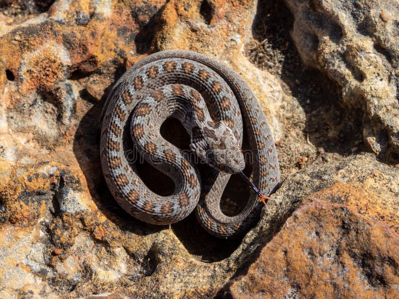 Coiled Snake on Rocky Surface Stock Illustration - Illustration of ...