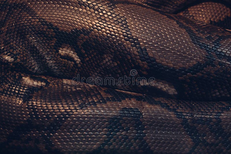 3,321 Coiled Snake Stock Photos - Free & Royalty-Free Stock Photos from ...