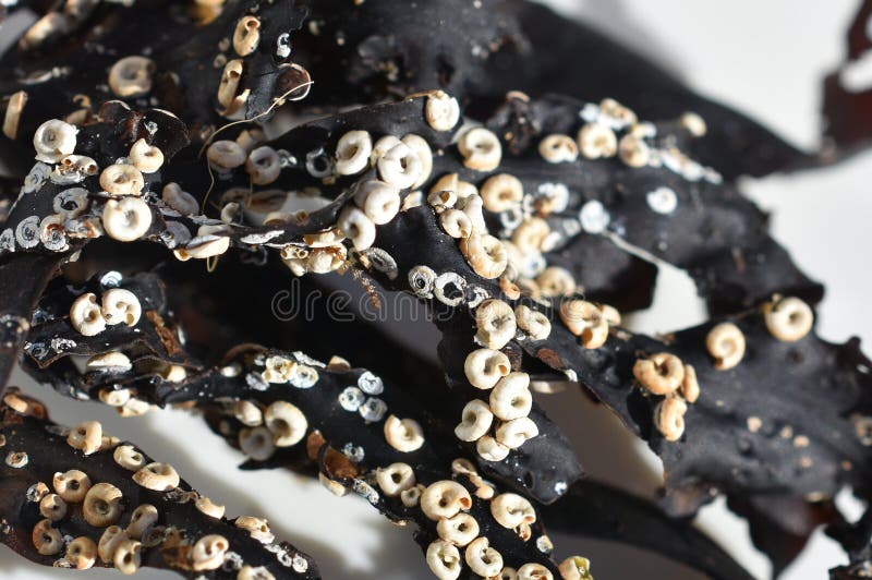 Coiled Spiral Shells Spirorbis Worm Stock Image - Image of marine ...