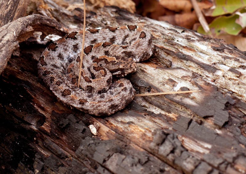 Coiled Timber Rattlesnake stock photo. Image of young - 29451502