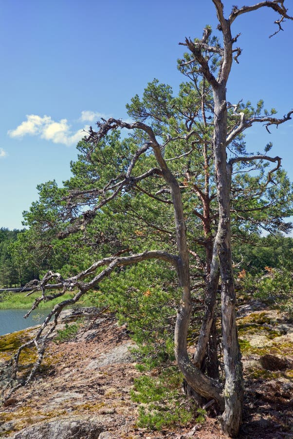 A Coiled Tree on a Rock, Where Lichen Also Grows. Stock Image - Image ...