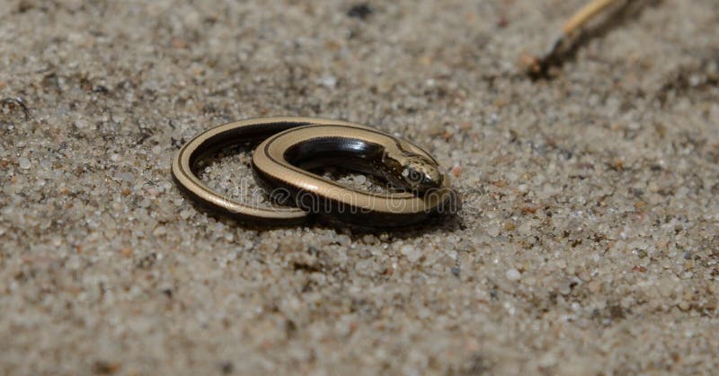 Coiling Slow Worm Stock Photos - Free & Royalty-Free Stock Photos from ...