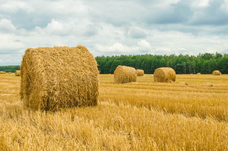 Coils Pressed Straw Field Stock Photos - Free & Royalty-Free Stock ...