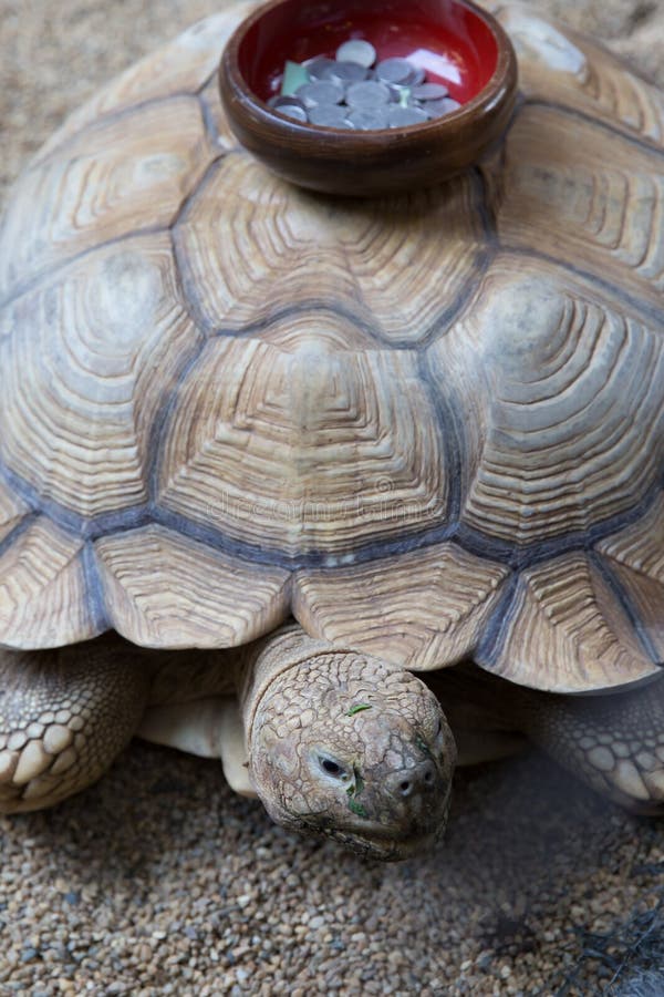 Coin Collection Bowl on the Shell of Turtle Stock Image - Image of bowl ...
