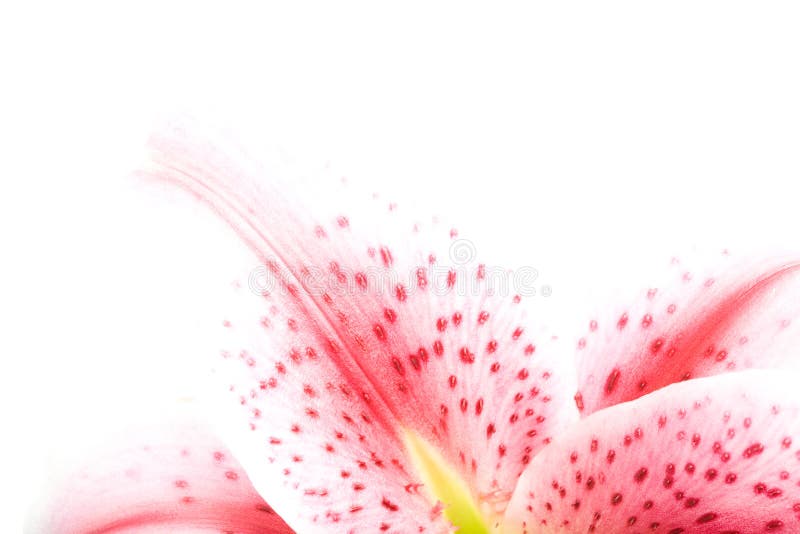 Coin De Fleur D'isolement Sur Le Petit Morceau Image stock - Image of ...