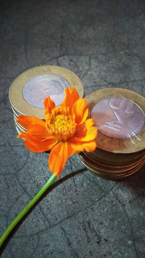 Coin with flower stock photo. Image of steel, flower - 183963732