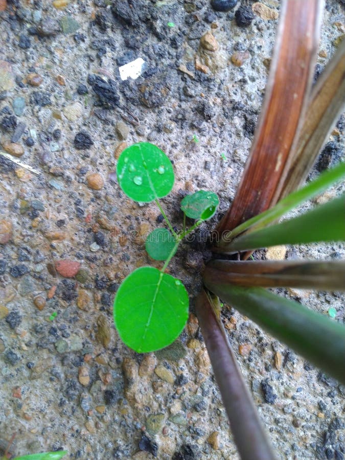 stock image. Image of plant, grass, leaf, desmodium - 221474495