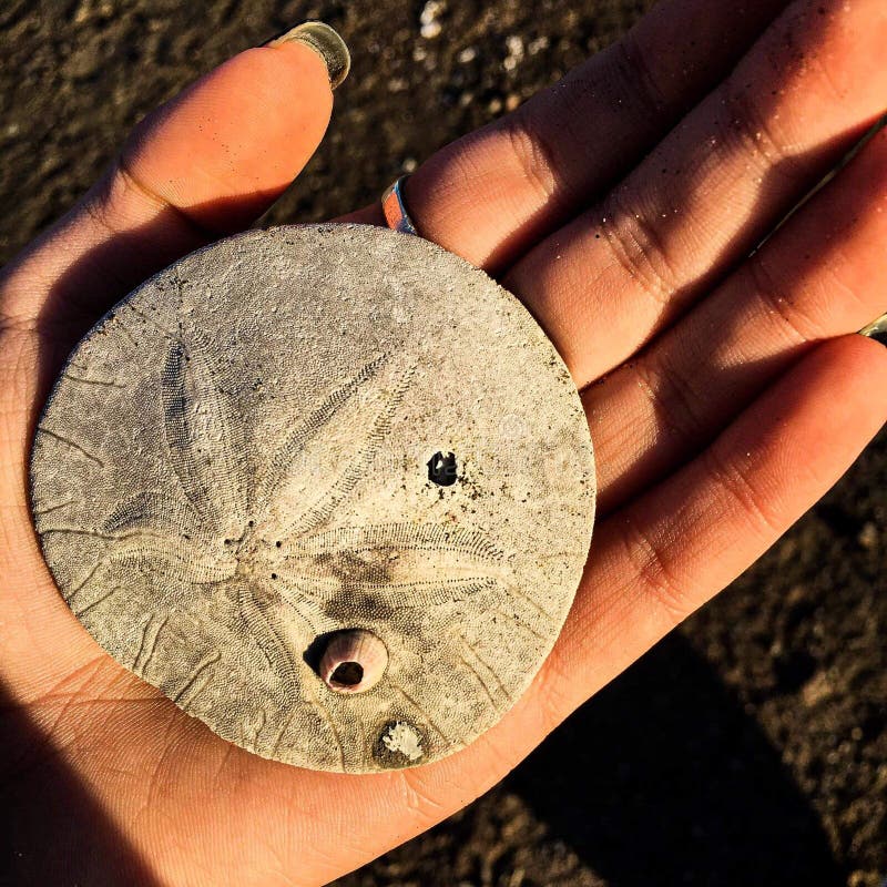 Coin Shell at Ocean Beach, San Francisco Stock Photo - Image of coin ...