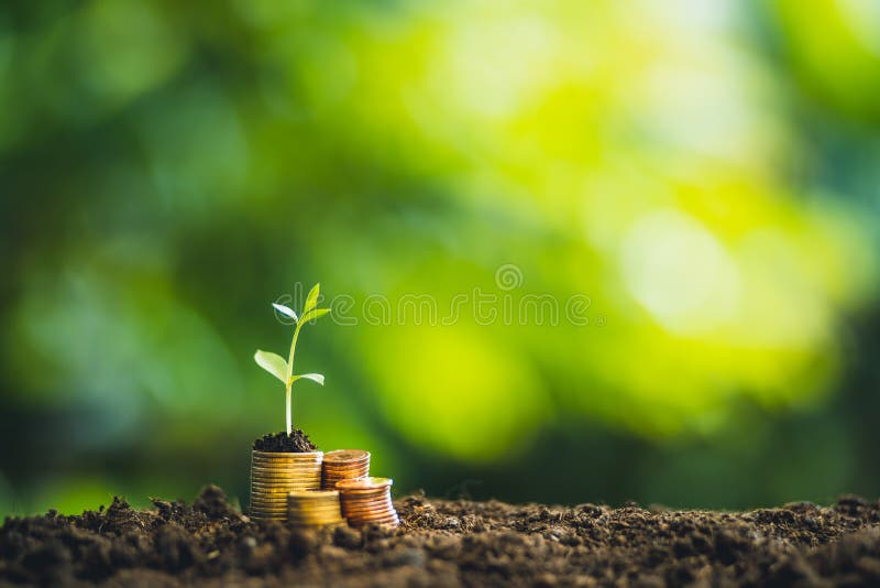 Coin Stack Tree on Money on Natural Green Background Money Increase ...