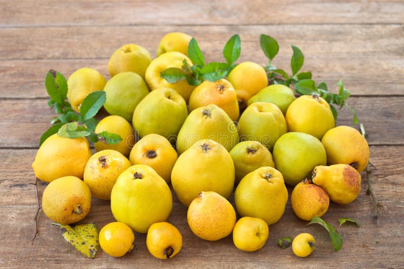 27,155 Photos de Coing - Photos de stock gratuites et libres de droits ...