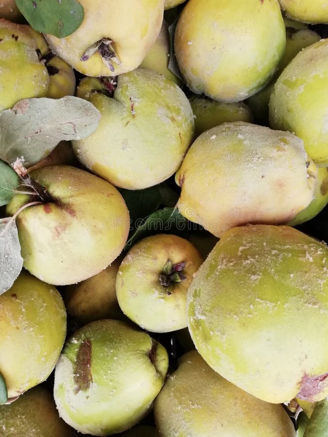 Coing image stock. Image du coing, vert, petit, normal - 130278241