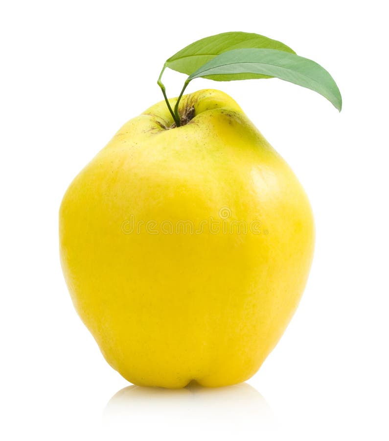 Coing sur un fond blanc illustration de vecteur. Illustration du ...