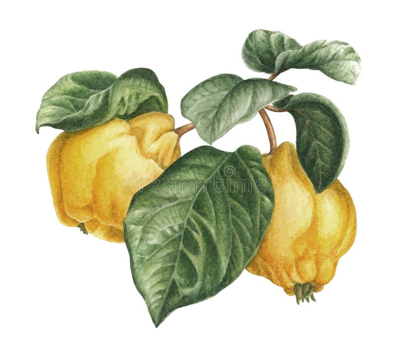 Coing D'aquarelle Illustration Stock - Image: 65457047