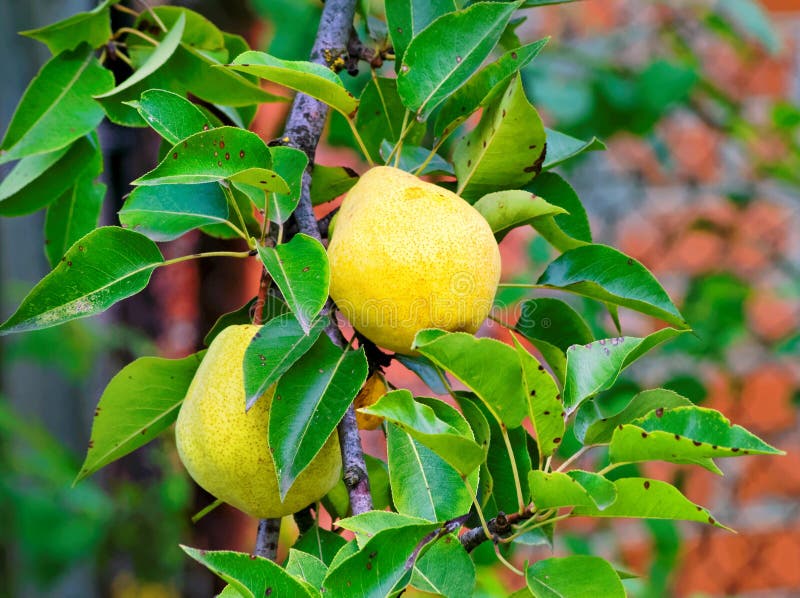 Coing sur l'arbre image stock. Image du vert, sain, agriculture - 49007665