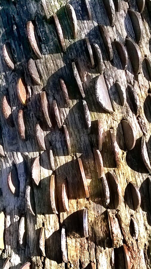 Coins in the bark stock image. Image of lots, texture - 47876583