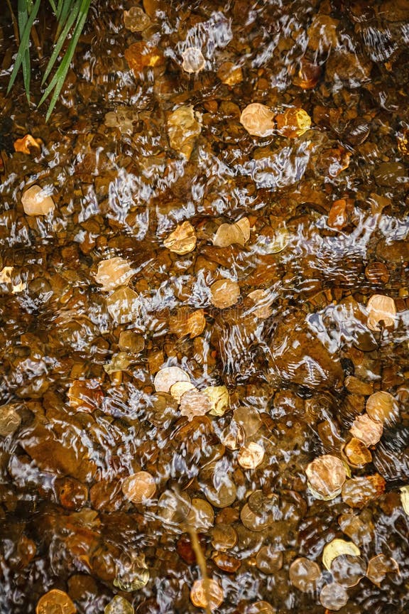 Coins at the Bottom of the River Stock Photo - Image of creek, bottom ...