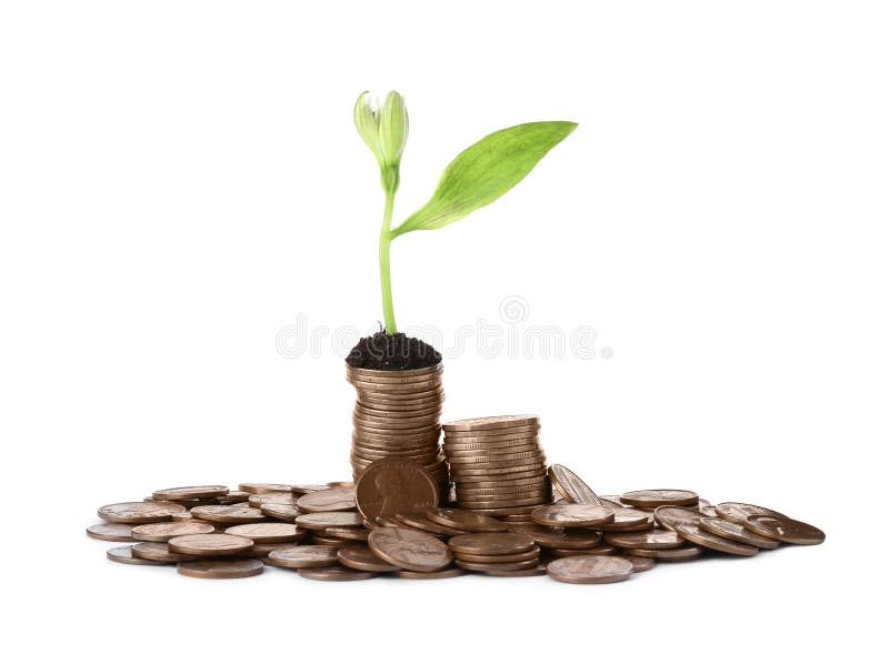 Coins with Flower Isolated on White. Investment Concept Stock Photo ...