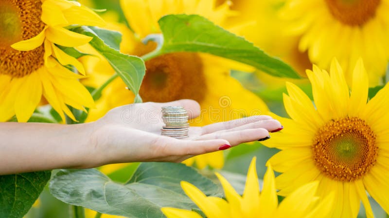 Coins in the Hands of a Girl in a Field with Sunflowers Stock Photo ...