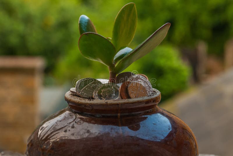 A Coins with Tree Sprout Growing on Flowerpot with Sunset Light Stock ...