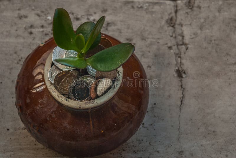A Coins with Tree Sprout Growing on Flowerpot with Sunset Light Stock ...