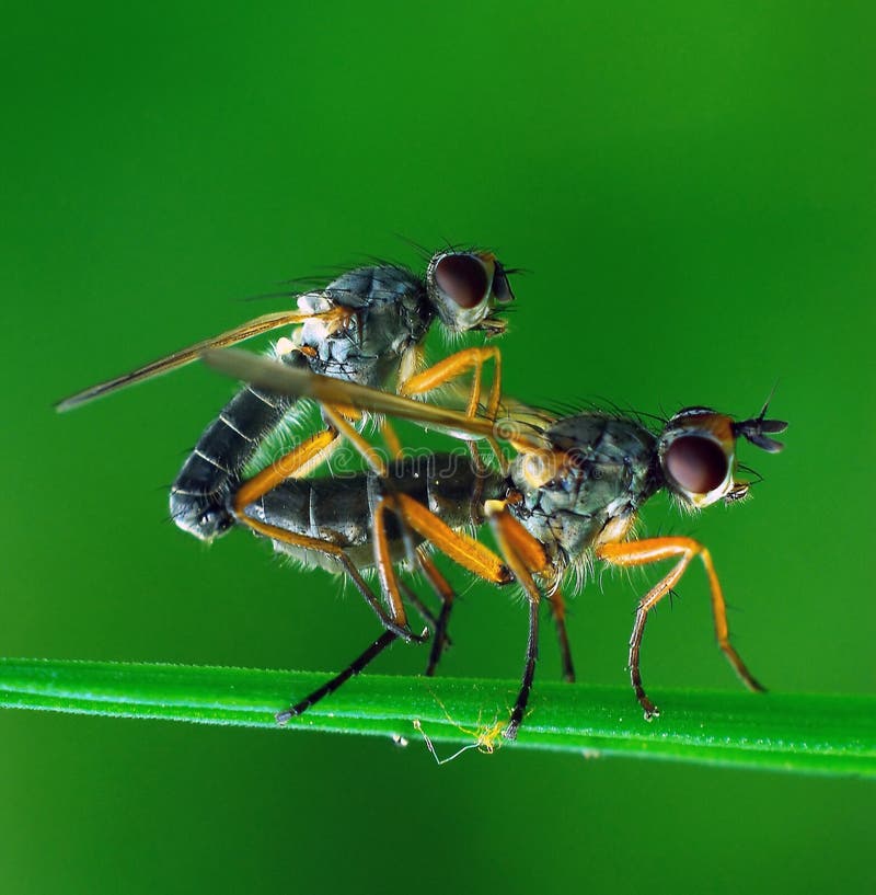 Coitus stock image. Image of insects, nature, blade, close - 10436925