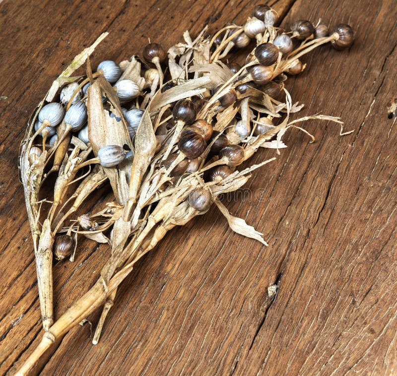 Coix immagine stock. Immagine di riso, proteina, nutrizione - 38505361