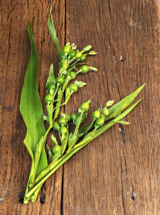 Coix immagine stock. Immagine di riso, proteina, nutrizione - 38505361