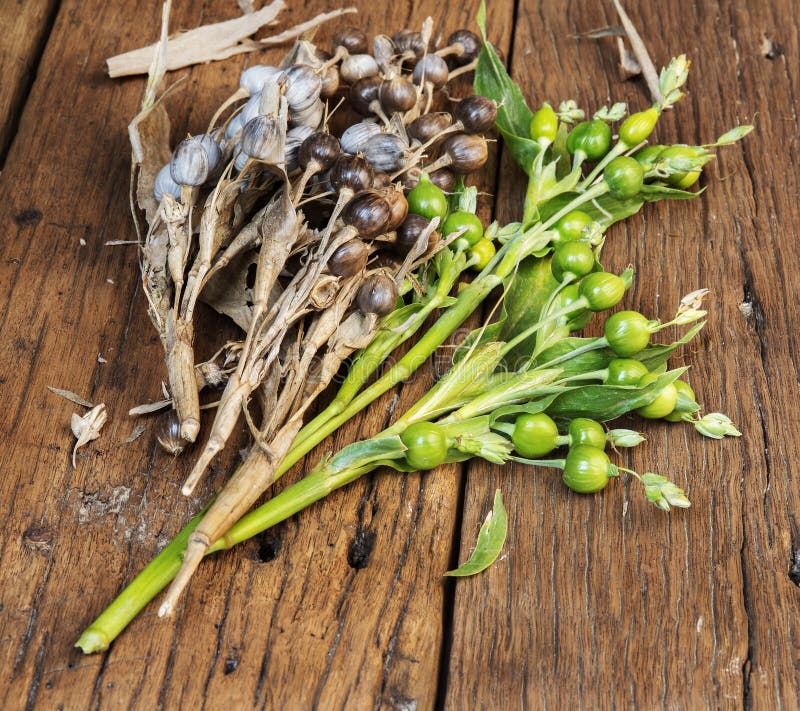 Coix immagine stock. Immagine di sudorientale, riso, fosforo - 38505525