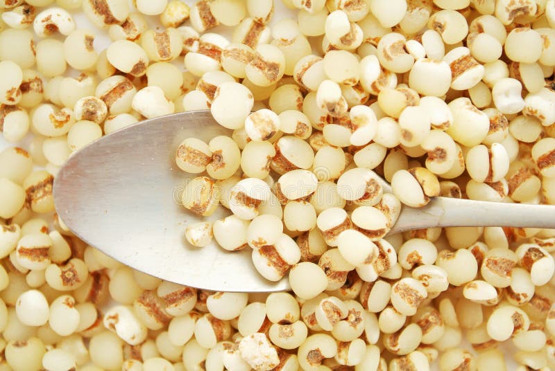 Coix Chinensis Stock Photos - Free & Royalty-Free Stock Photos from ...