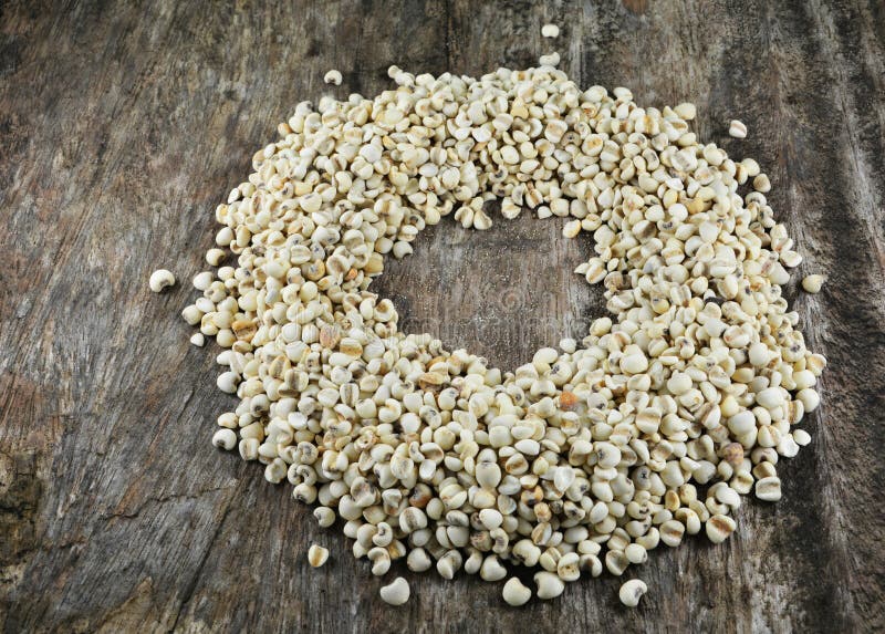 Coix seed stock photo. Image of vitamin, cereal, plant - 46081674