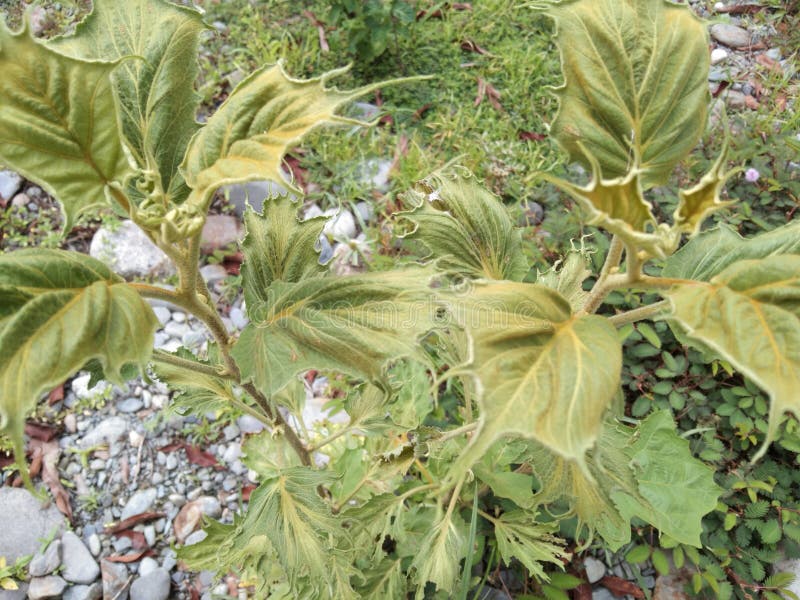 Coka Tree Fruit is Usually Used for Mixed Vegetable Cooking, Has a ...