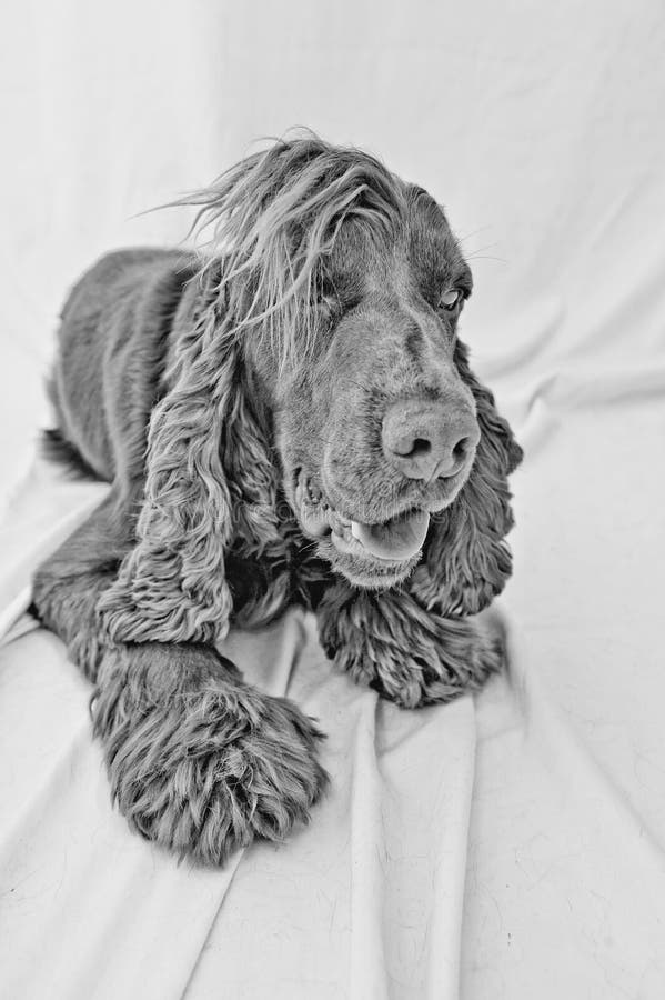 Coker Spaniel Thinking To Himself. Stock Image - Image of longhaired ...