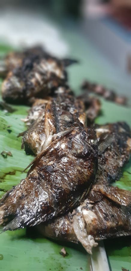 Coking Grilled Tilapia Fish Stock Image - Image of cushy, food: 209956001