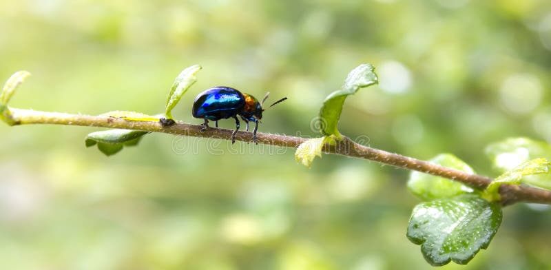 Scarabée Bleu Métallique Photos Stock - Téléchargez 215 Photos libres ...