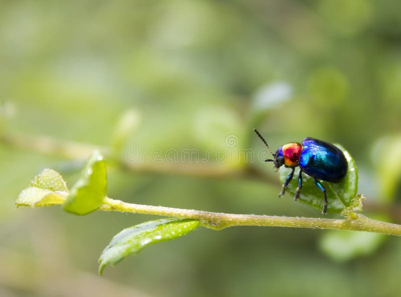 Scarabée Bleu Métallique Photos Stock - Téléchargez 215 Photos libres ...