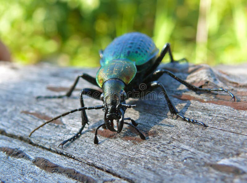 Pustulifer De Pustulifer De Carabus De Scarabée Image stock - Image du ...