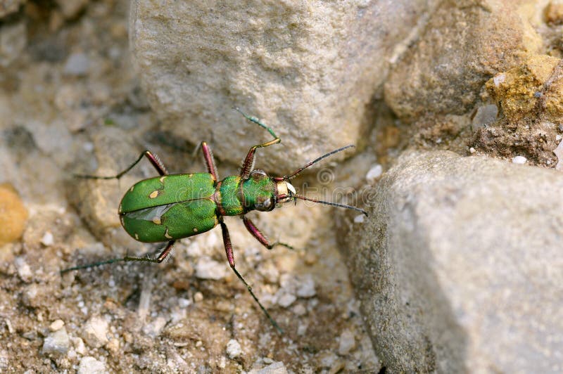 Scarabée De Tigre Vert, Hetodonta Photo stock - Image du insecte ...