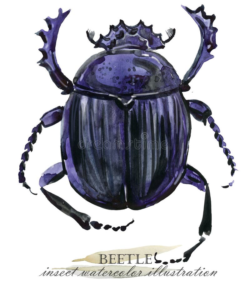 Le Scarabée, Espèces D'insecte a Isolé L'animal Gravé Et Tiré Par La ...