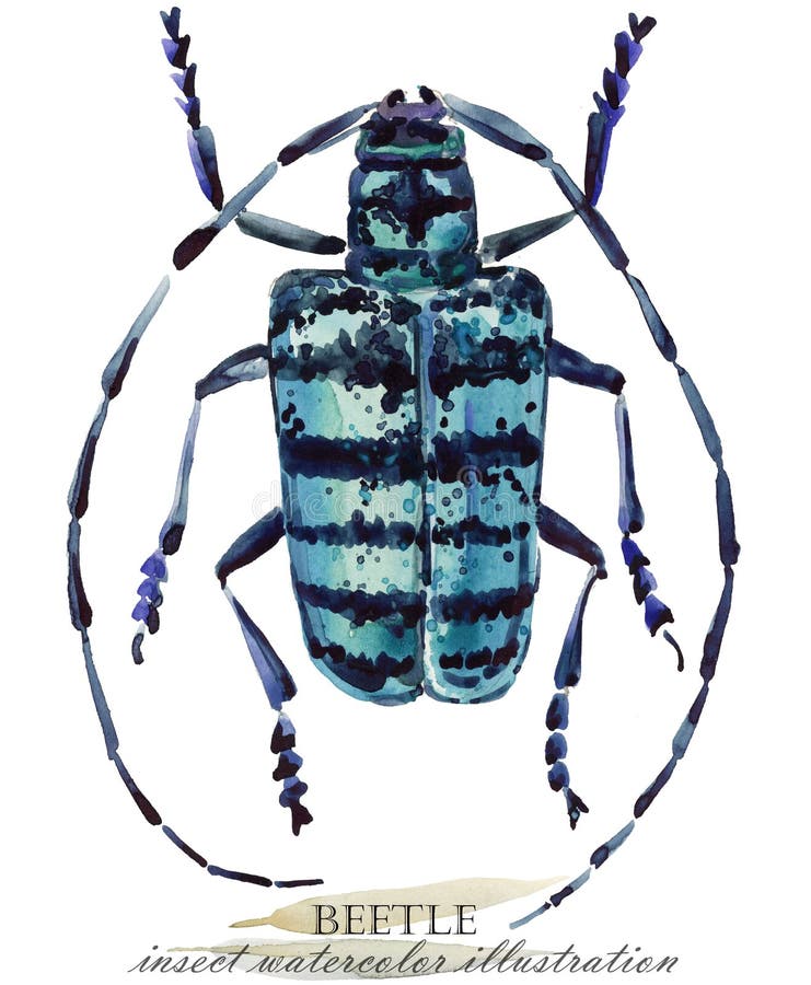 Le Scarabée, Espèces D'insecte a Isolé L'animal Gravé Et Tiré Par La ...