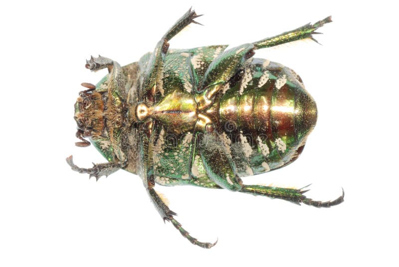 Insecte vert photo stock. Image du vert, insecte - 5737142