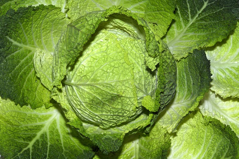 Col imagen de archivo. Imagen de agricultura, coma, frescura - 14488881