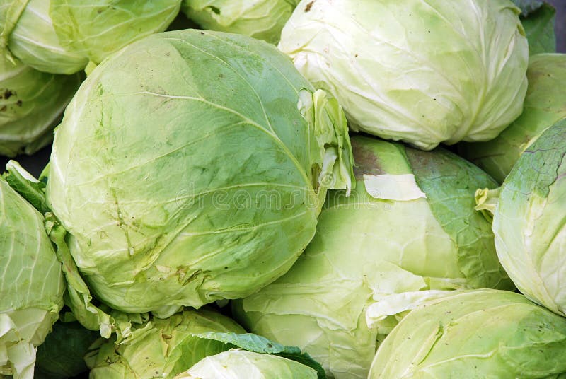 Col imagen de archivo. Imagen de alimento, cocina, ingrediente - 16316265