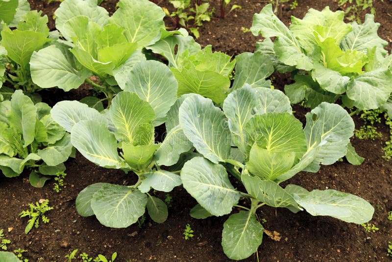 El cultivo de la col foto de archivo. Imagen de planta - 25182720