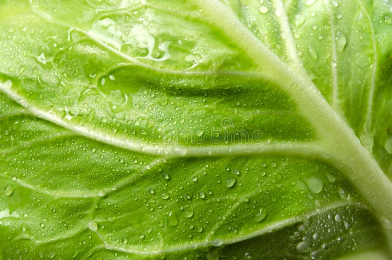 Col imagen de archivo. Imagen de sano, cocinero, comida - 25003645