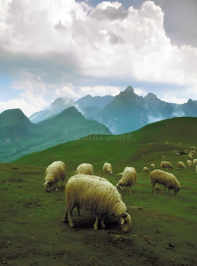 Col stock photo. Image of landscape, animals, peak, holidays - 4097200