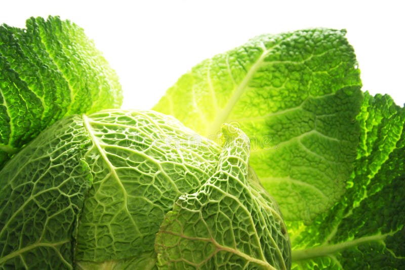 Col imagen de archivo. Imagen de comidas, fresco, frondoso - 4462625